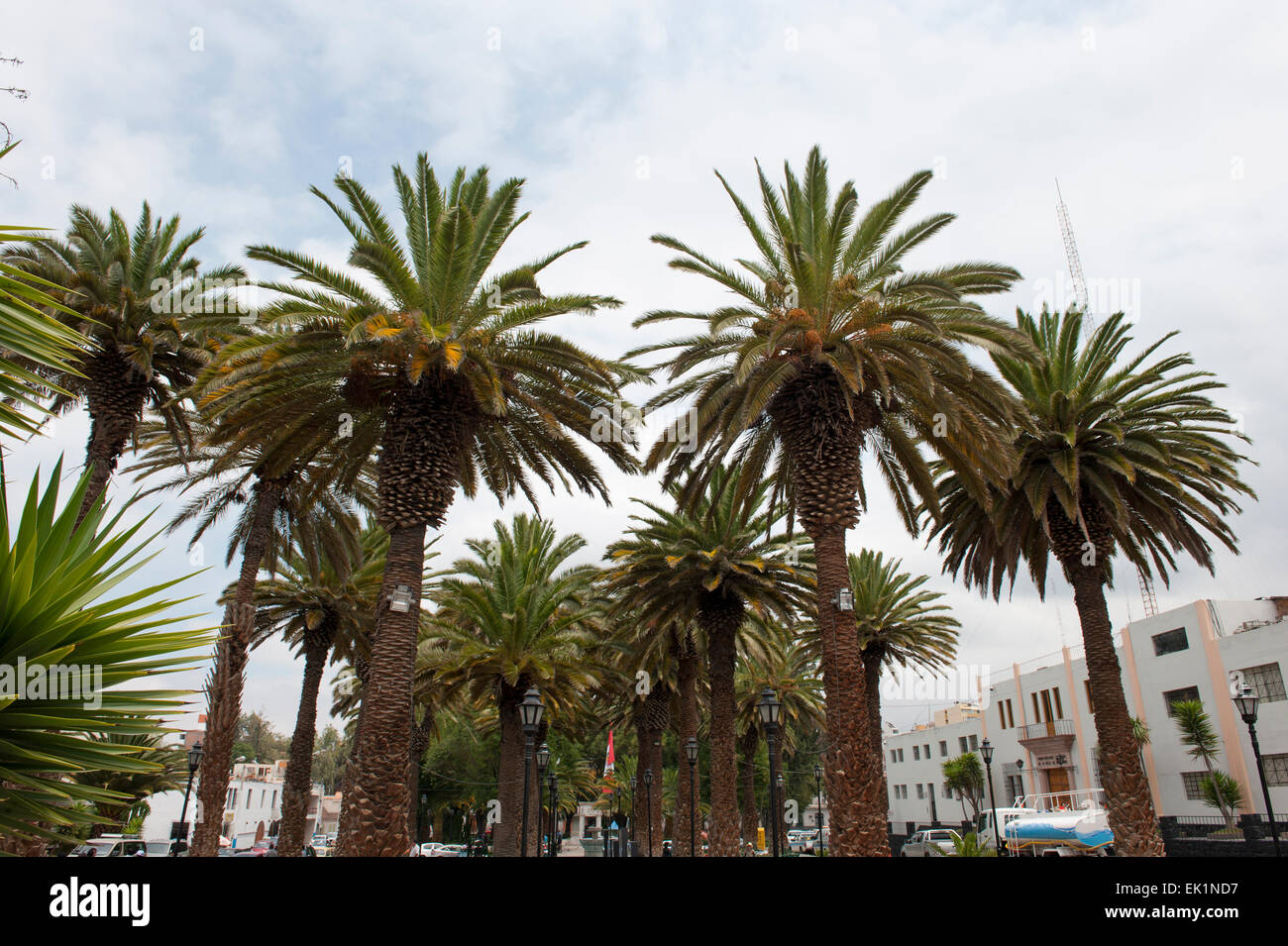 Peruvian trees hi-res stock photography and images - Alamy