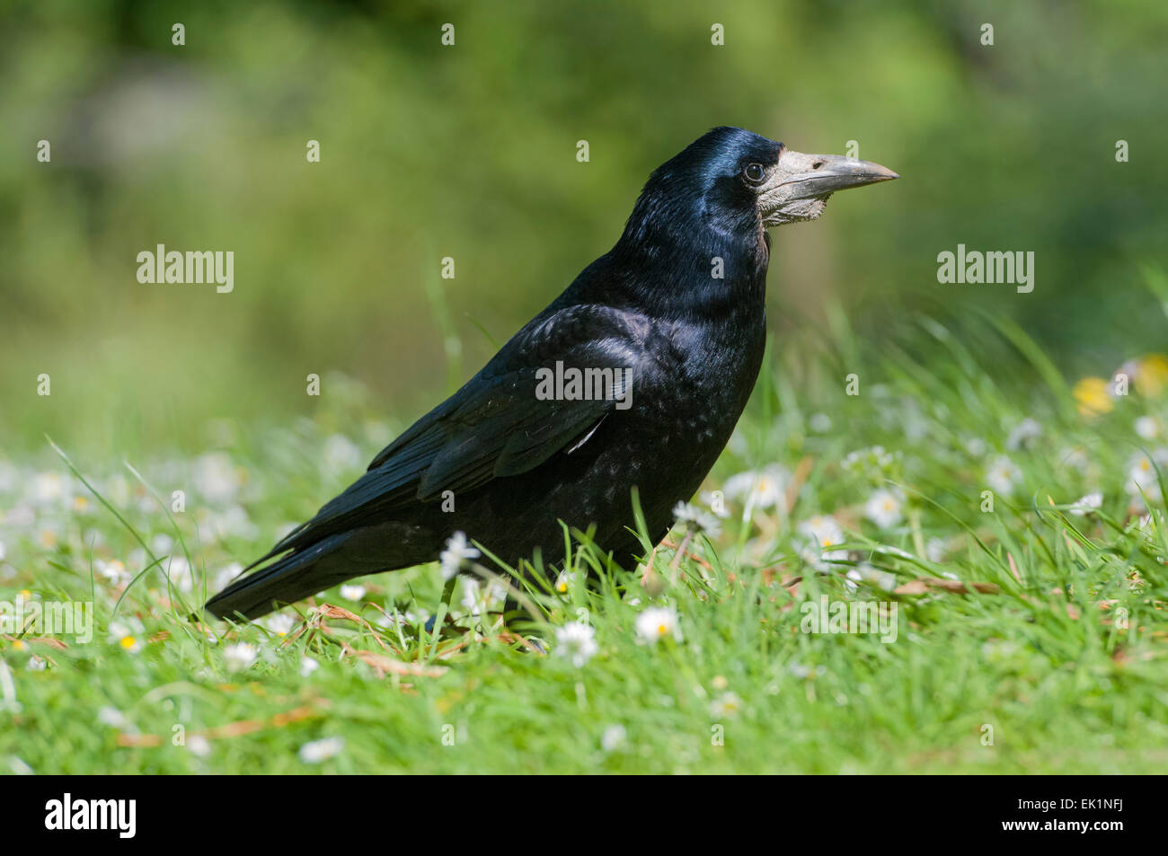 A single rook (Corvus frugilegus) on a daisy strewn lawn on a sunny ...