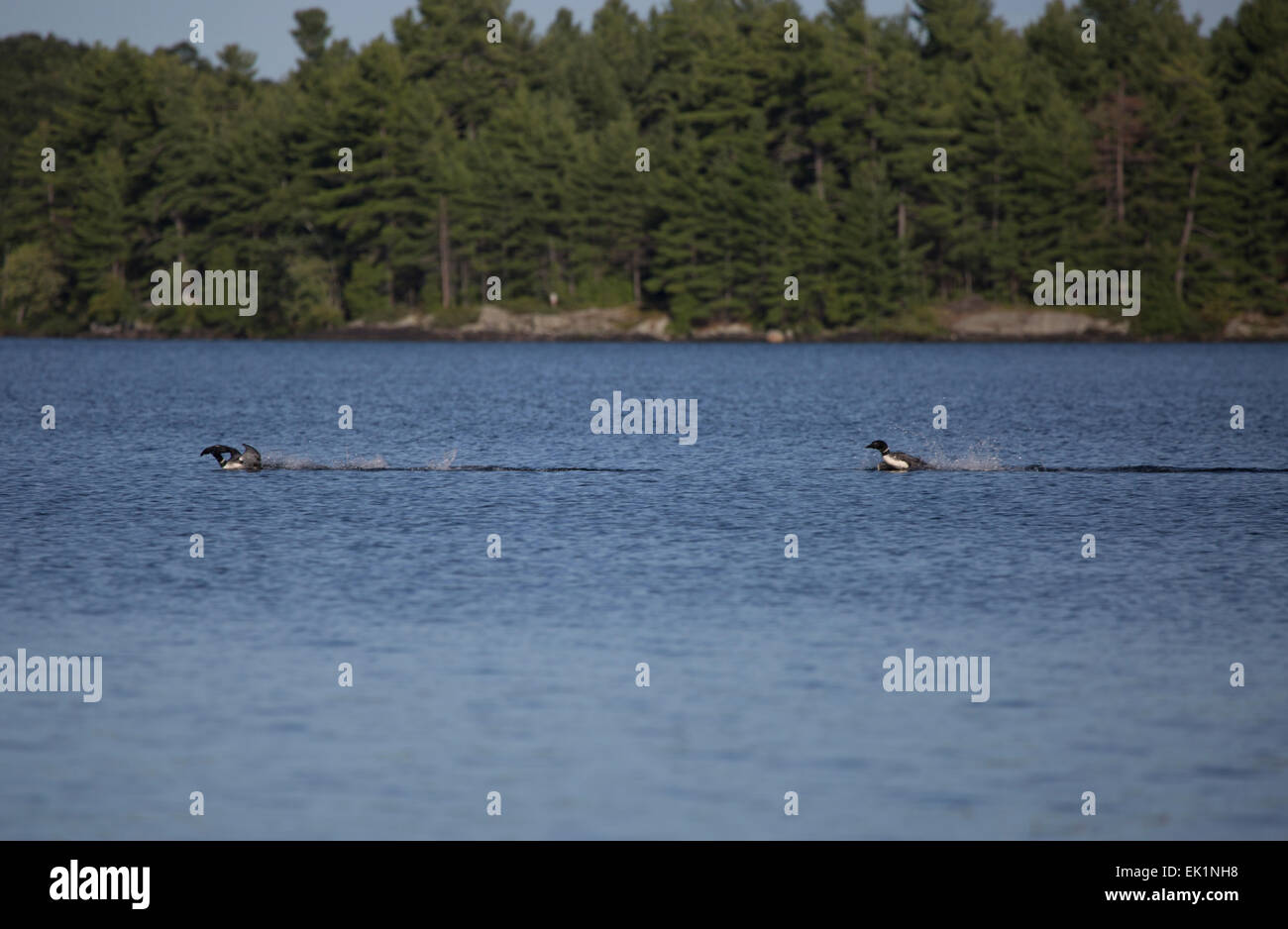 Two Great Northern Divers, or Common Loons, Gavia immer, displaying at ...