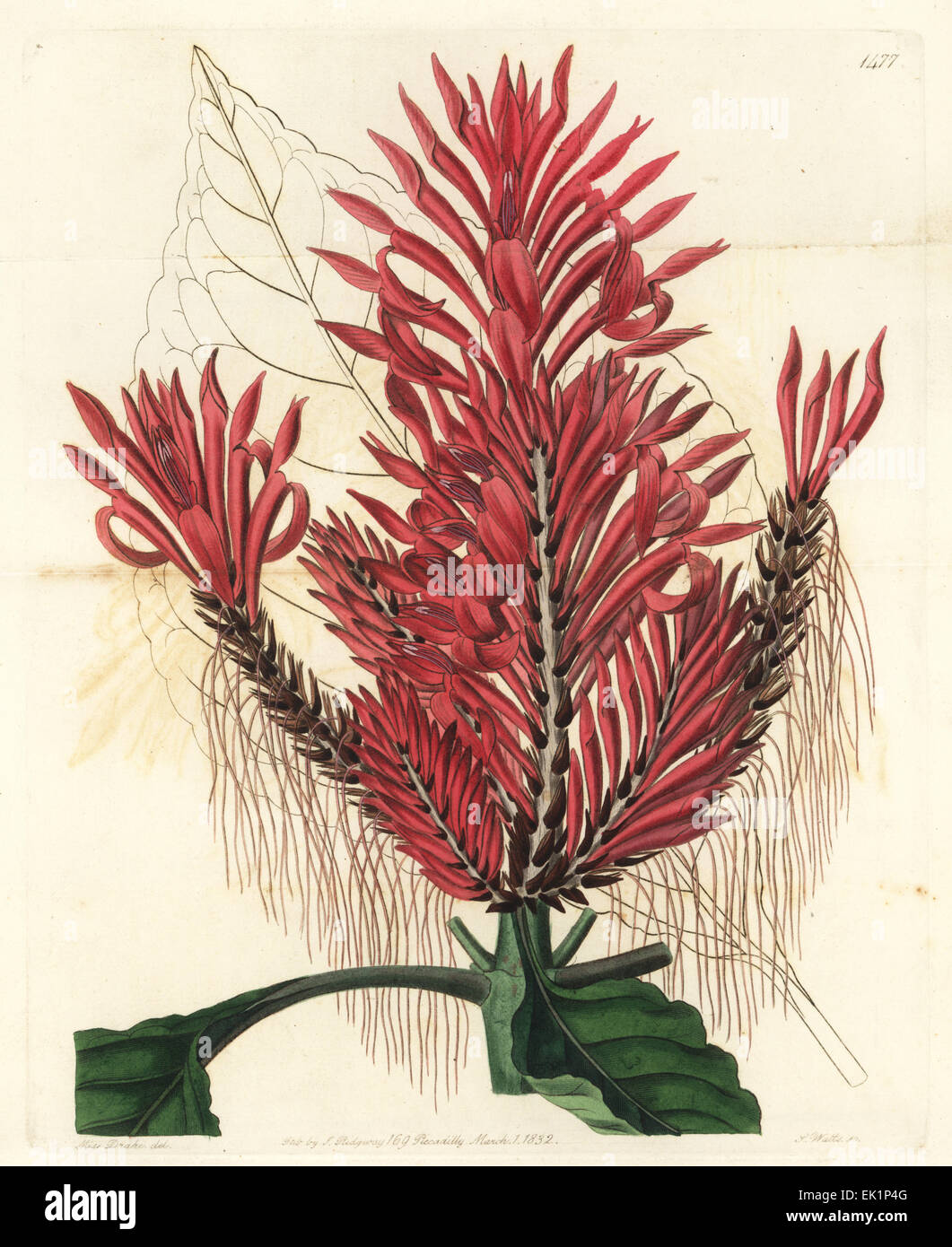 Aphelandra arborea (Crested aphelandra, Aphelandra cristata Stock Photo ...