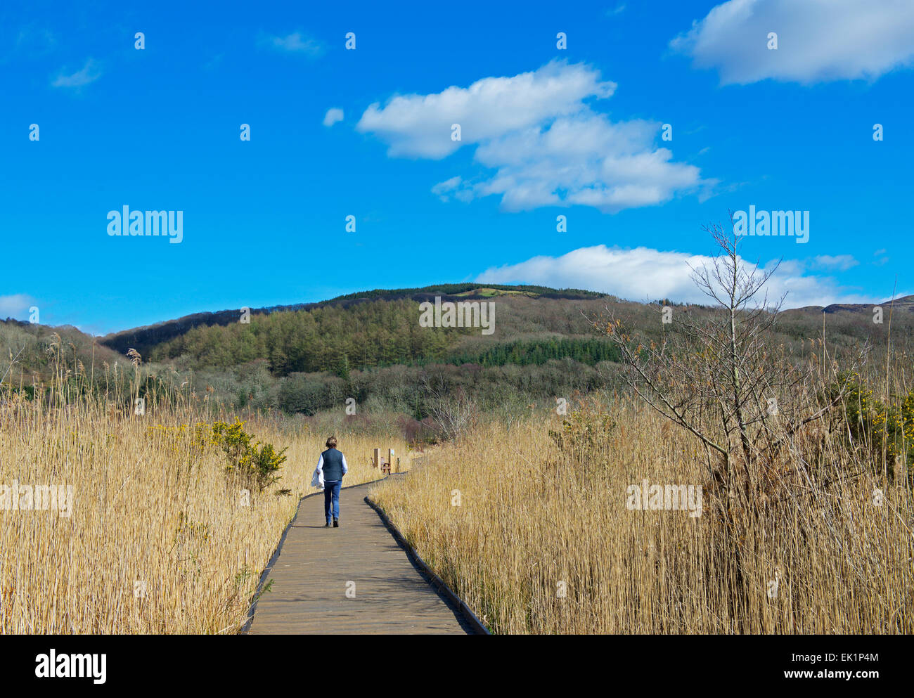 Cors Dyfi, a nature reserve run by the Montgomery Wildlife Trust, near ...