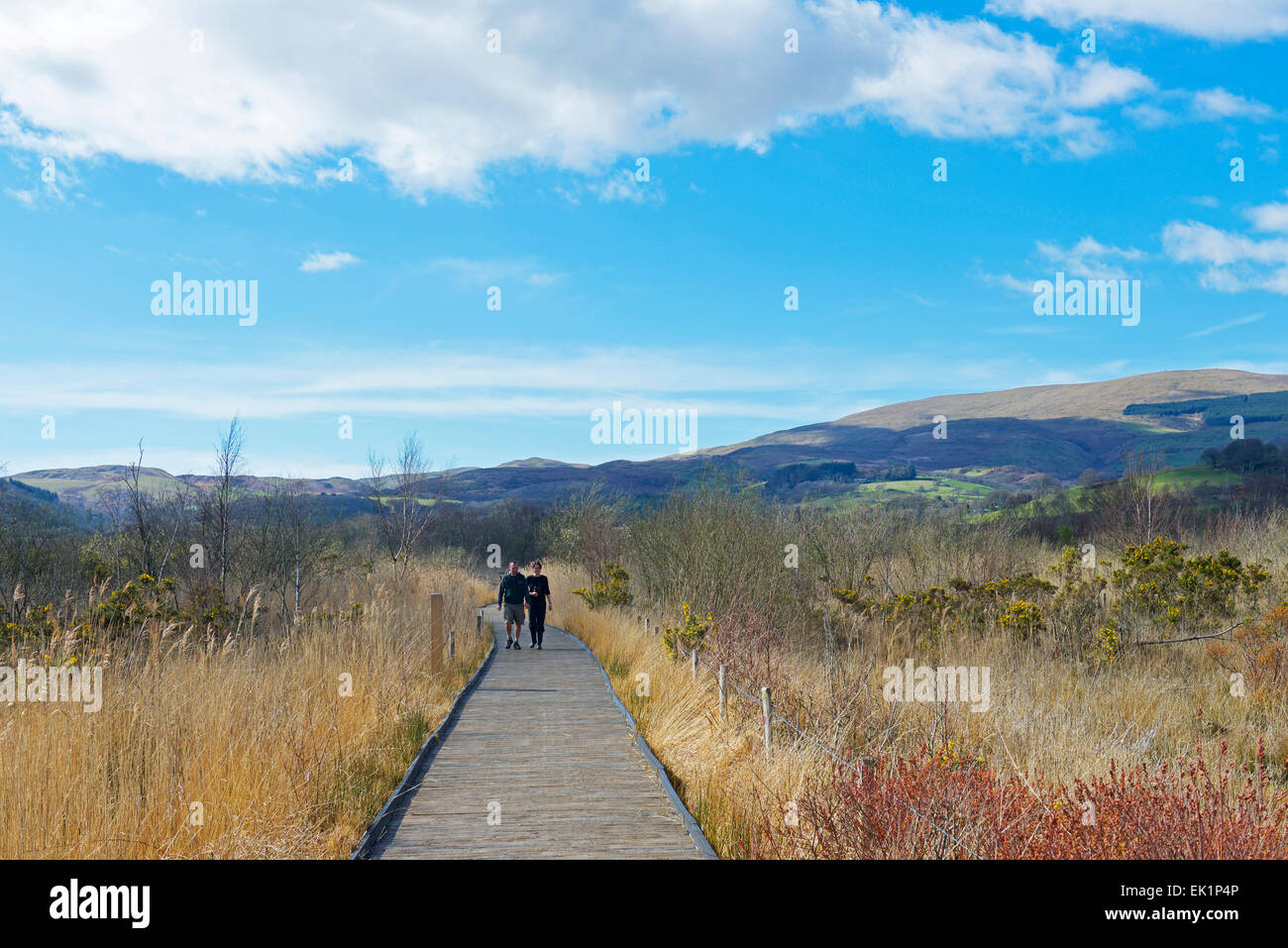 Cors Dyfi, a nature reserve run by the Montgomery Wildlife Trust, near ...