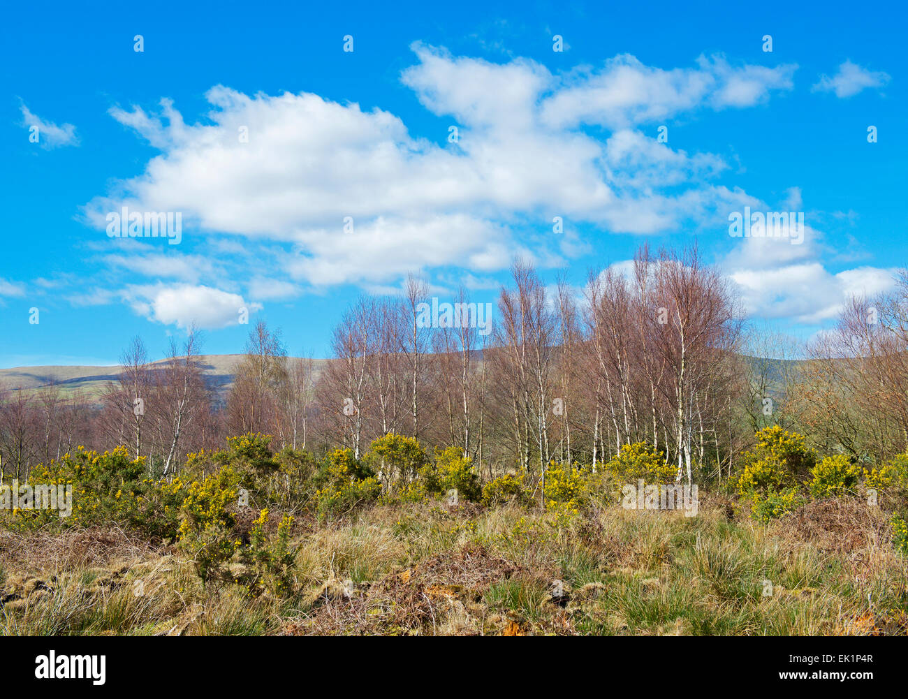 Cors dyfi wildlife reserve hi-res stock photography and images - Alamy