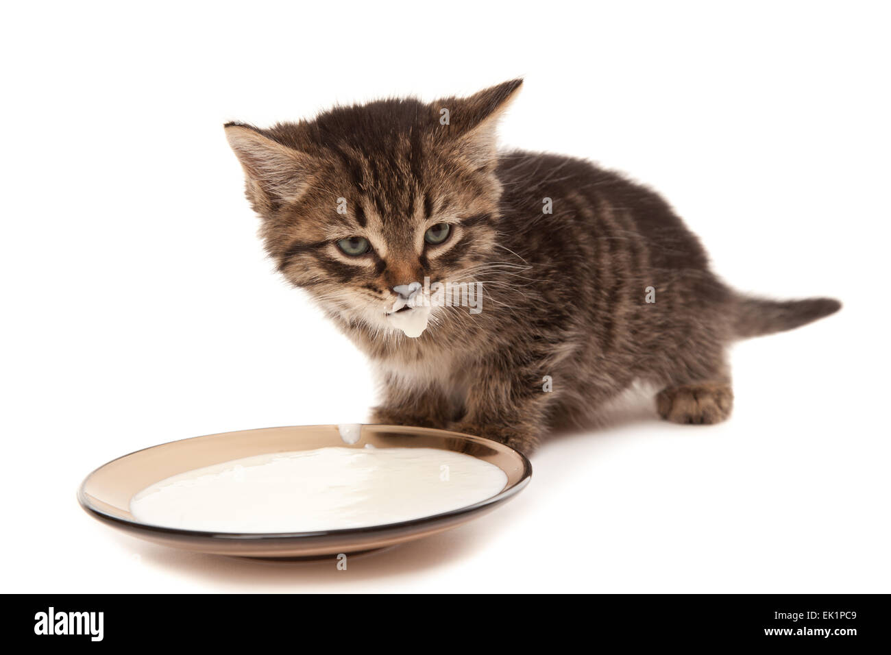 Cute small kitten with milk mustache isolated on white Stock Photo - Alamy
