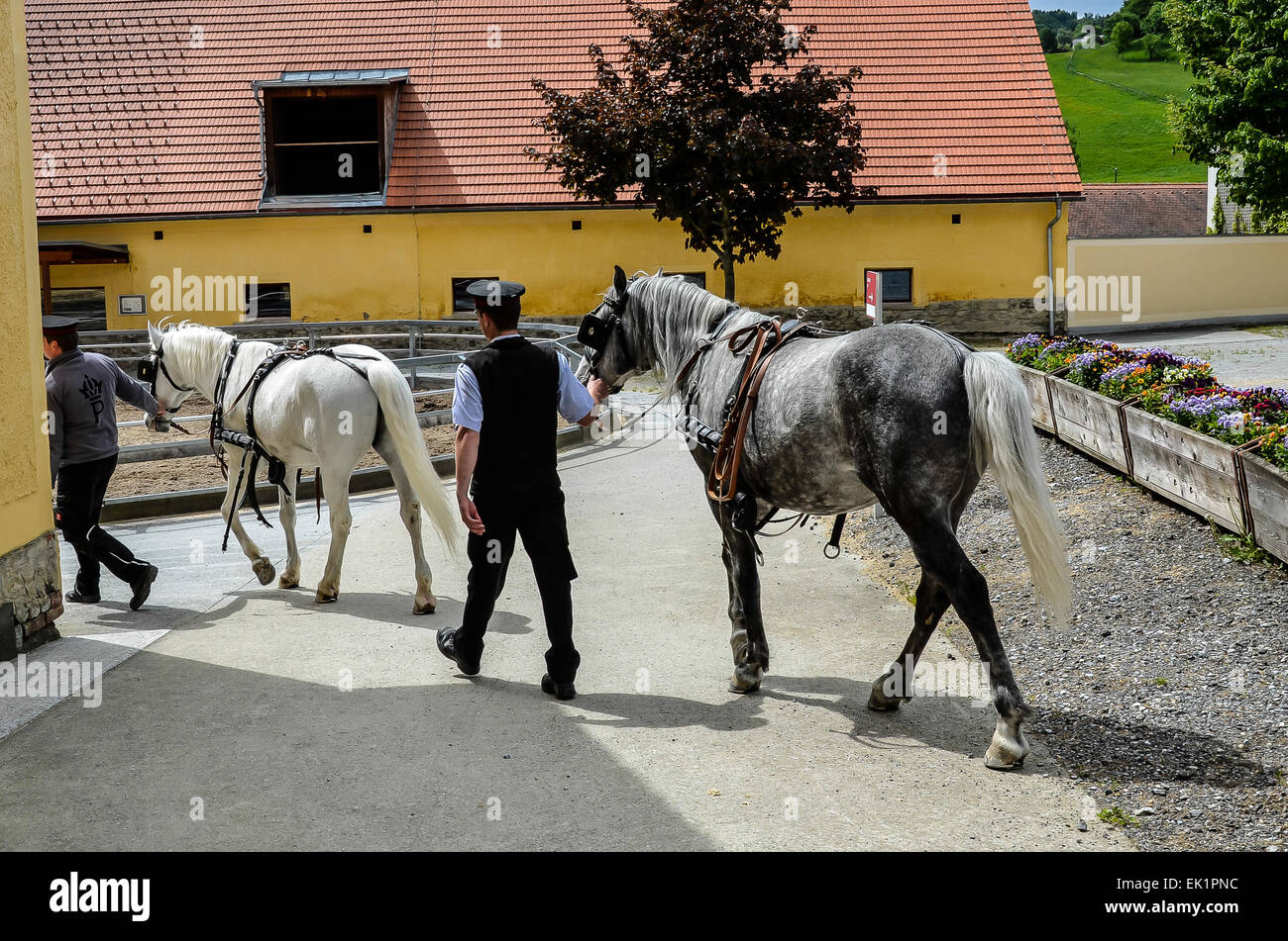 Lipizzaner Stallions High Resolution Stock Photography and Images - Alamy