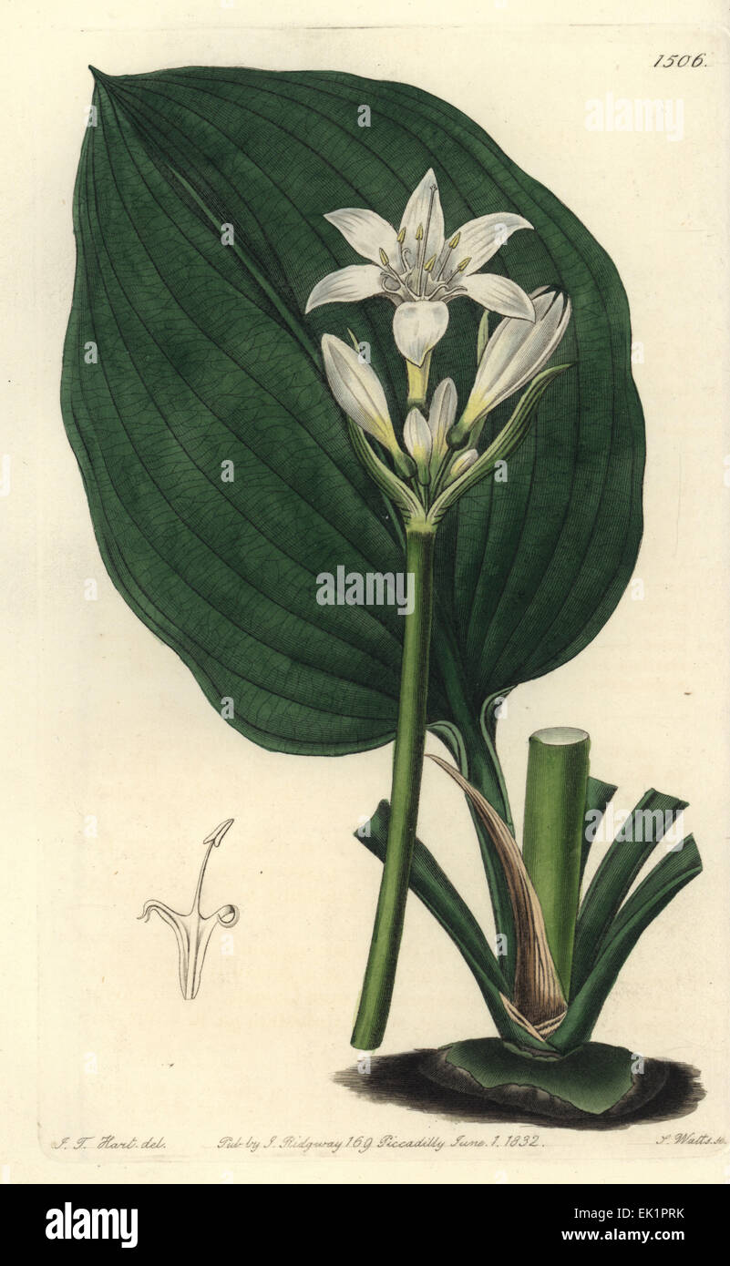 Brisbane lily, Proiphys cunninghamii (Mr. Cunningham's eurycles ...