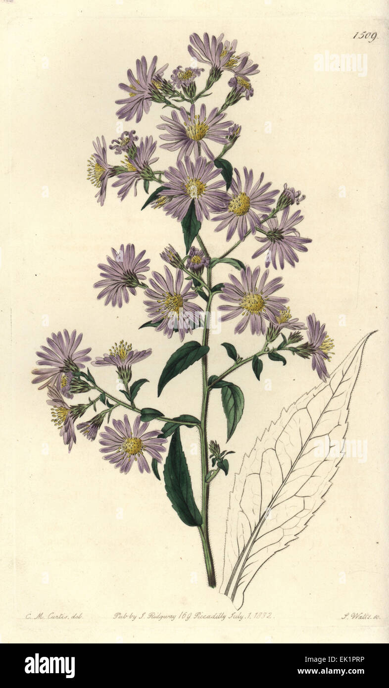 Panicled aster, Symphyotrichum lanceolatum (Pallid aster, Aster pallens ...