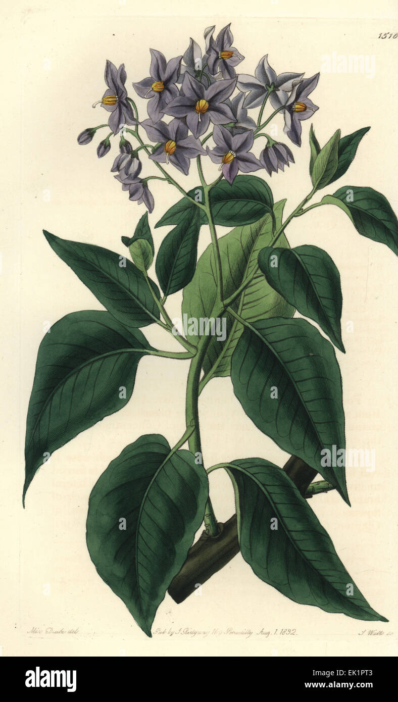 Crimped leaved solanum hi-res stock photography and images - Alamy