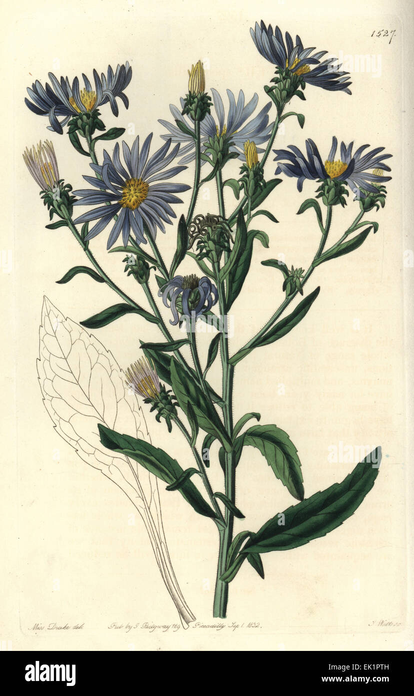 Shewy aster, Aster spectabilis Stock Photo - Alamy
