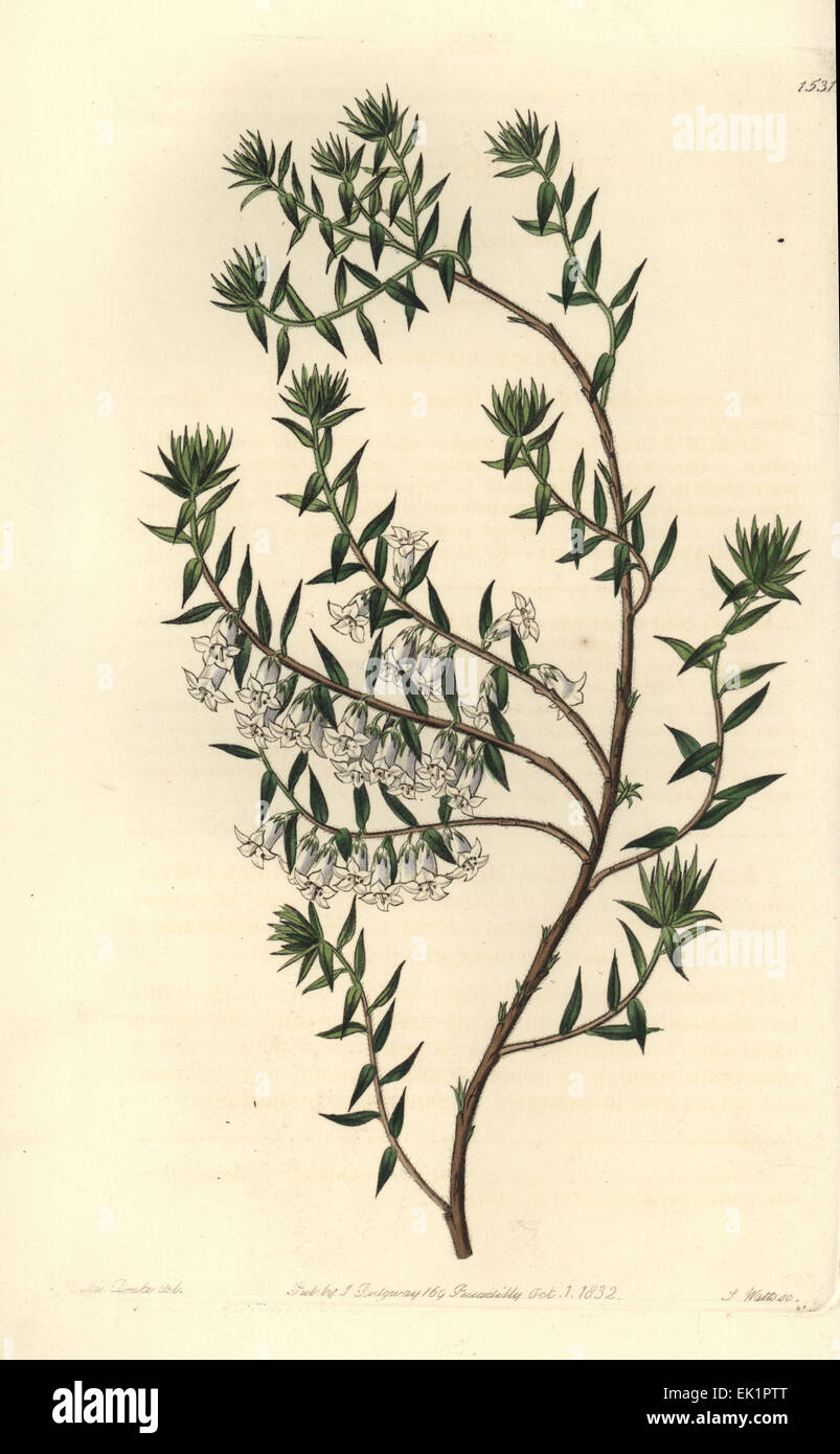 Epacris hi-res stock photography and images - Alamy