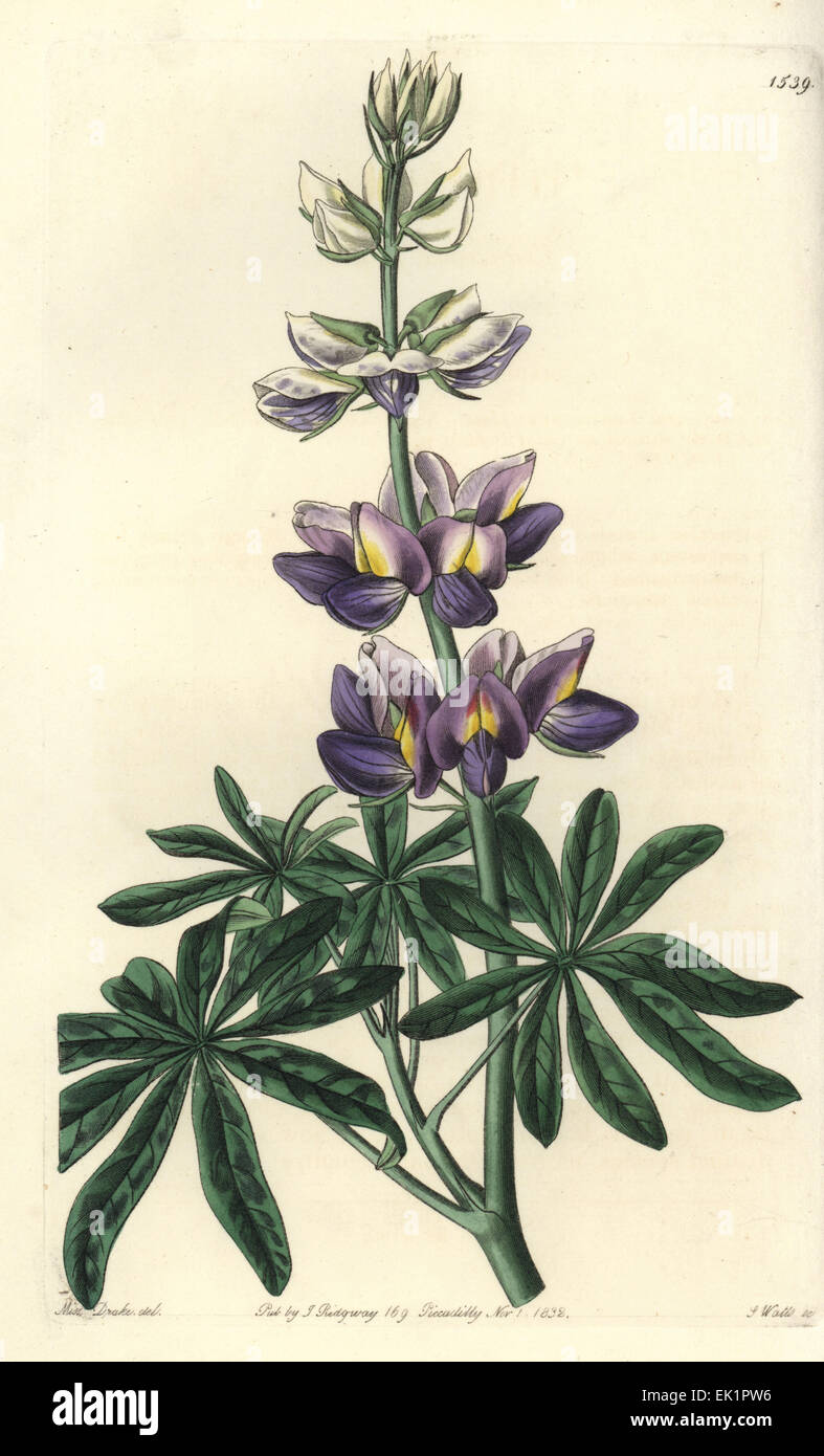 Lupinus mutabilis hi-res stock photography and images - Alamy