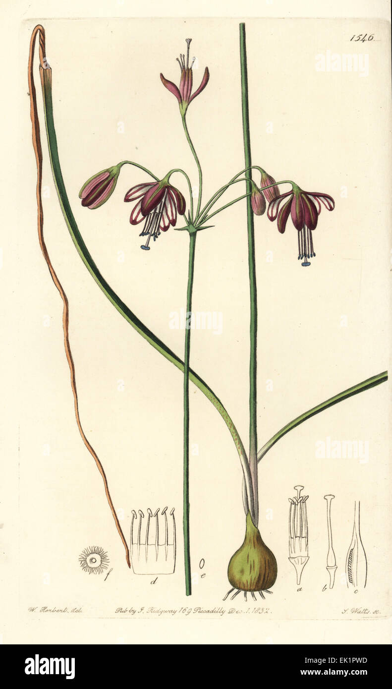 Coral drops, Bessera elegans (Hollow-leaved pharium, Pharium fistulosum ...