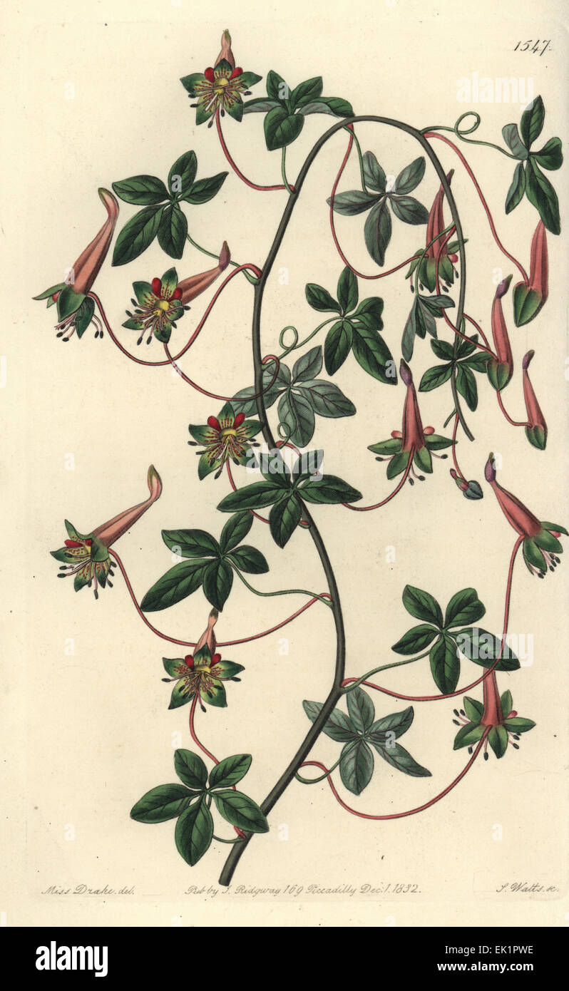 Tropaeoleum pentaphyllum hi-res stock photography and images - Alamy