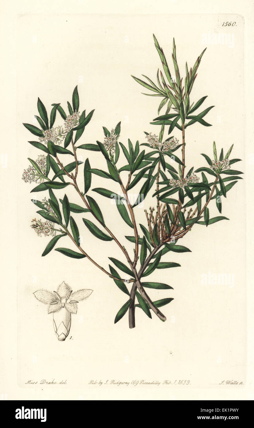 Coast beard-heath or small-flowered whitebeard, Leucopogon parviflorus ...