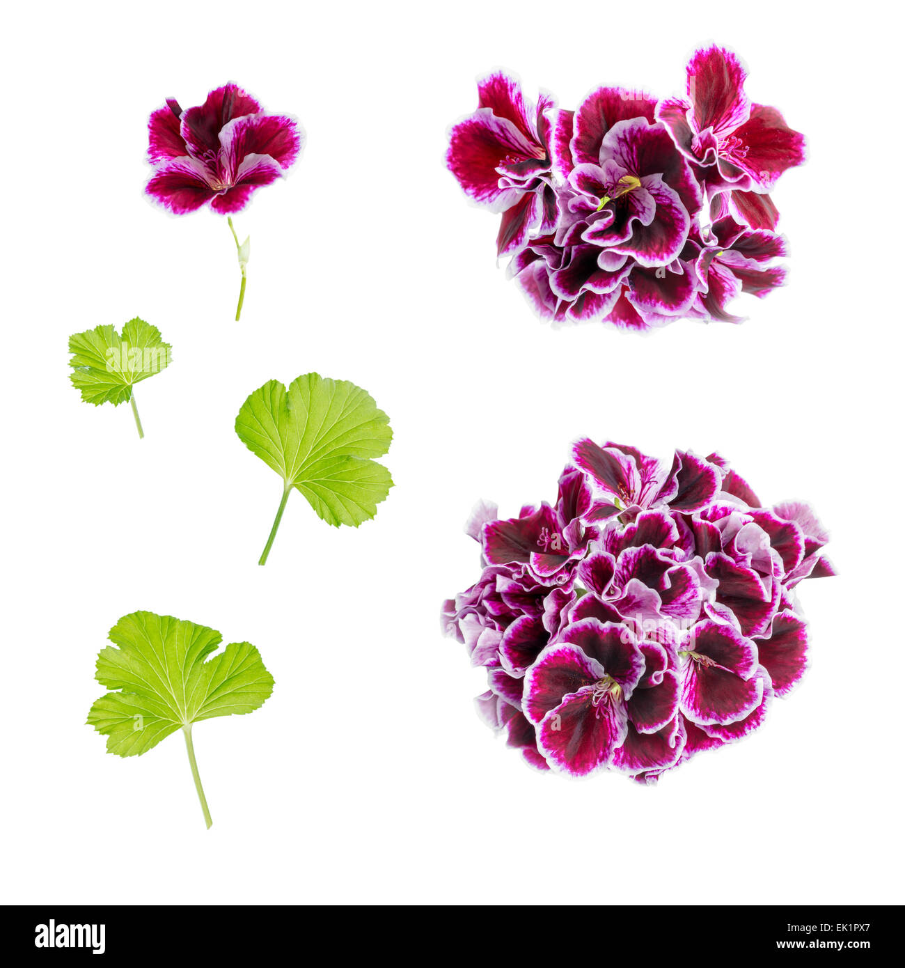 set of blooming velvet purple geranium flower is isolated on white ...