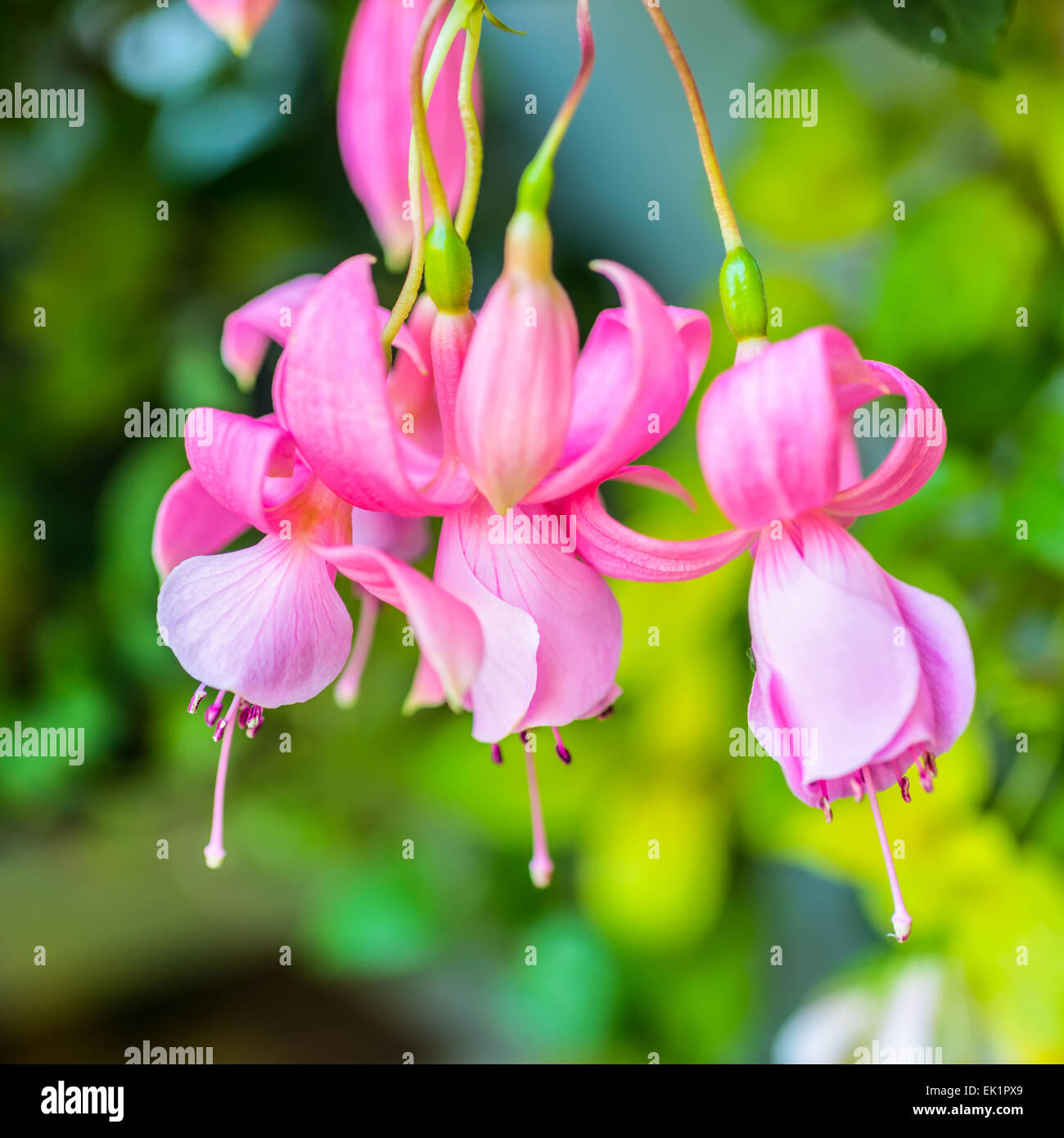 Fuchsia pink galore hi-res stock photography and images - Alamy