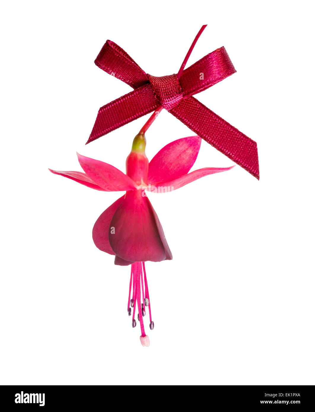 beautiful fuchsia flower with red bow isolated on white background ...