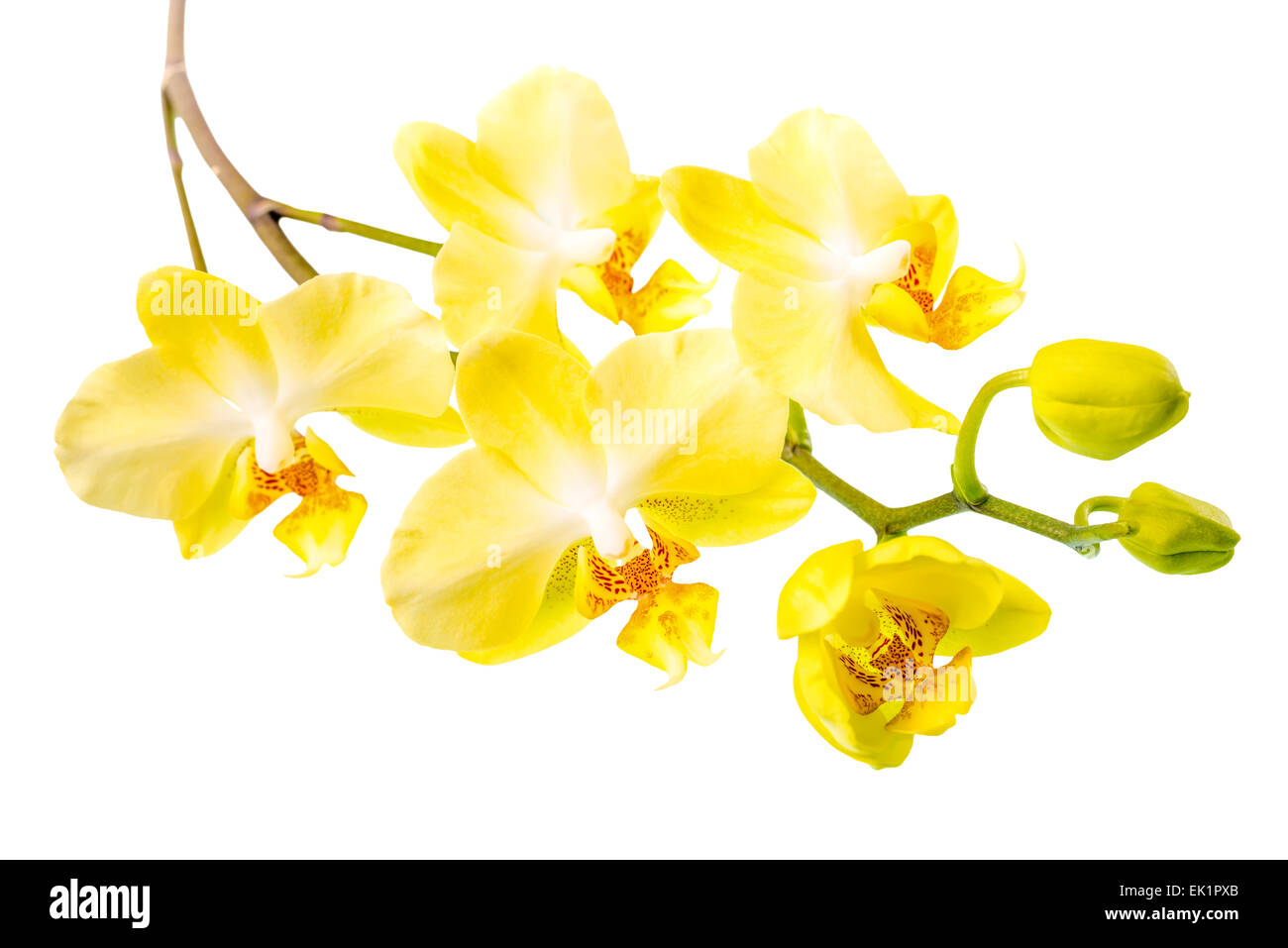 Top down plant Cut Out Stock Images & Pictures - Alamy