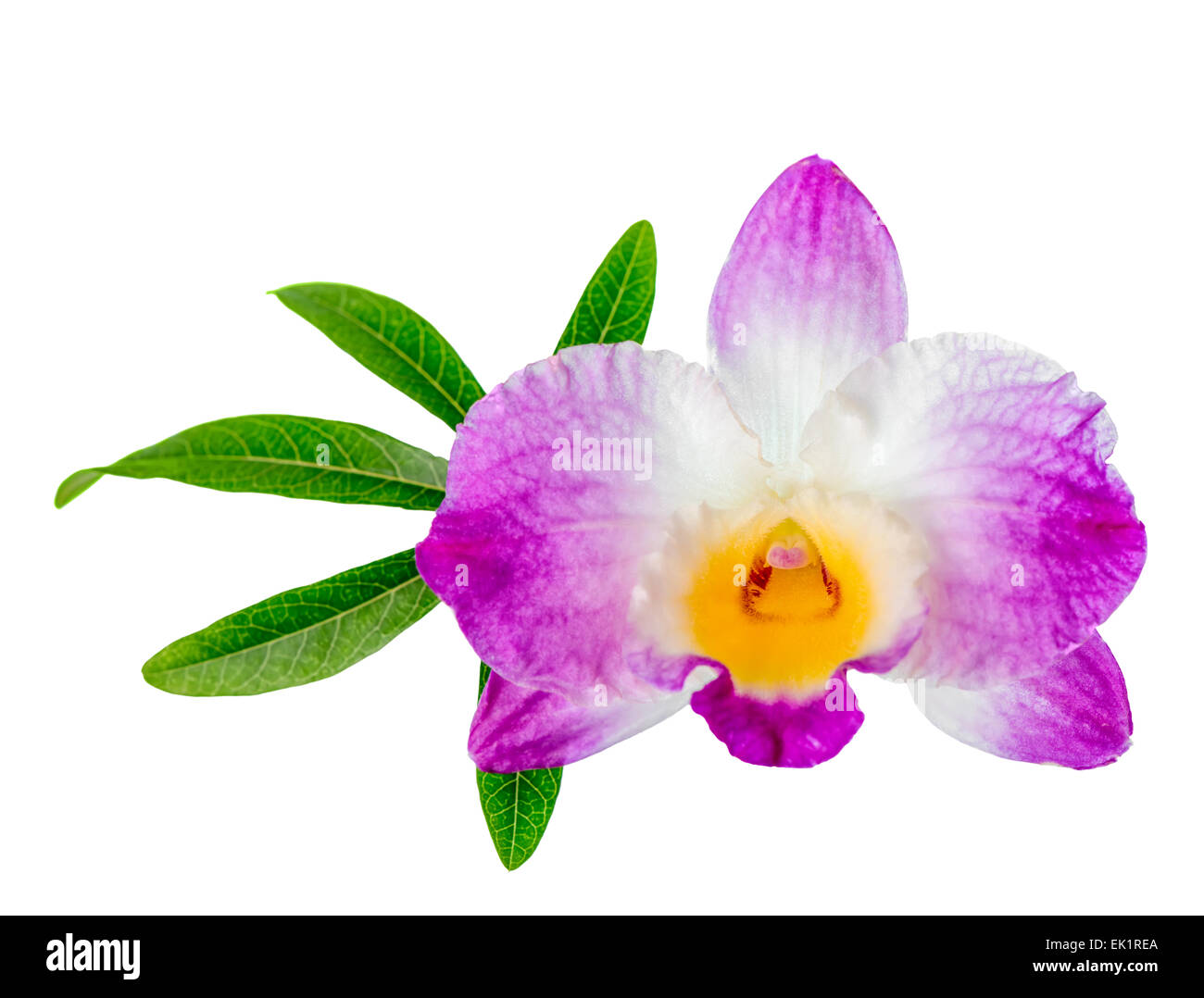 dendrobium flower and leaf passionflower is isolated on white ...