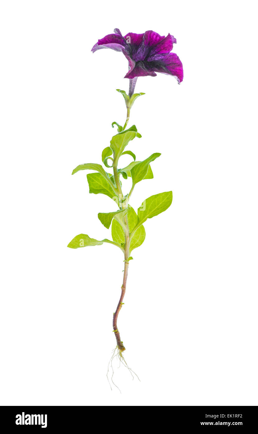 beautiful blooming purple petunia flower with roots is isolated on ...