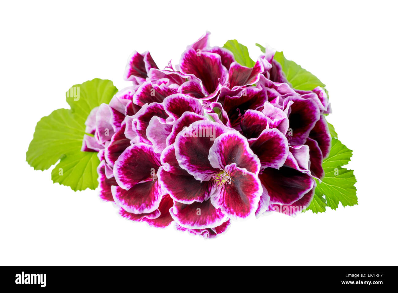 beautiful blooming velvet purple geranium flower with green leaves is ...