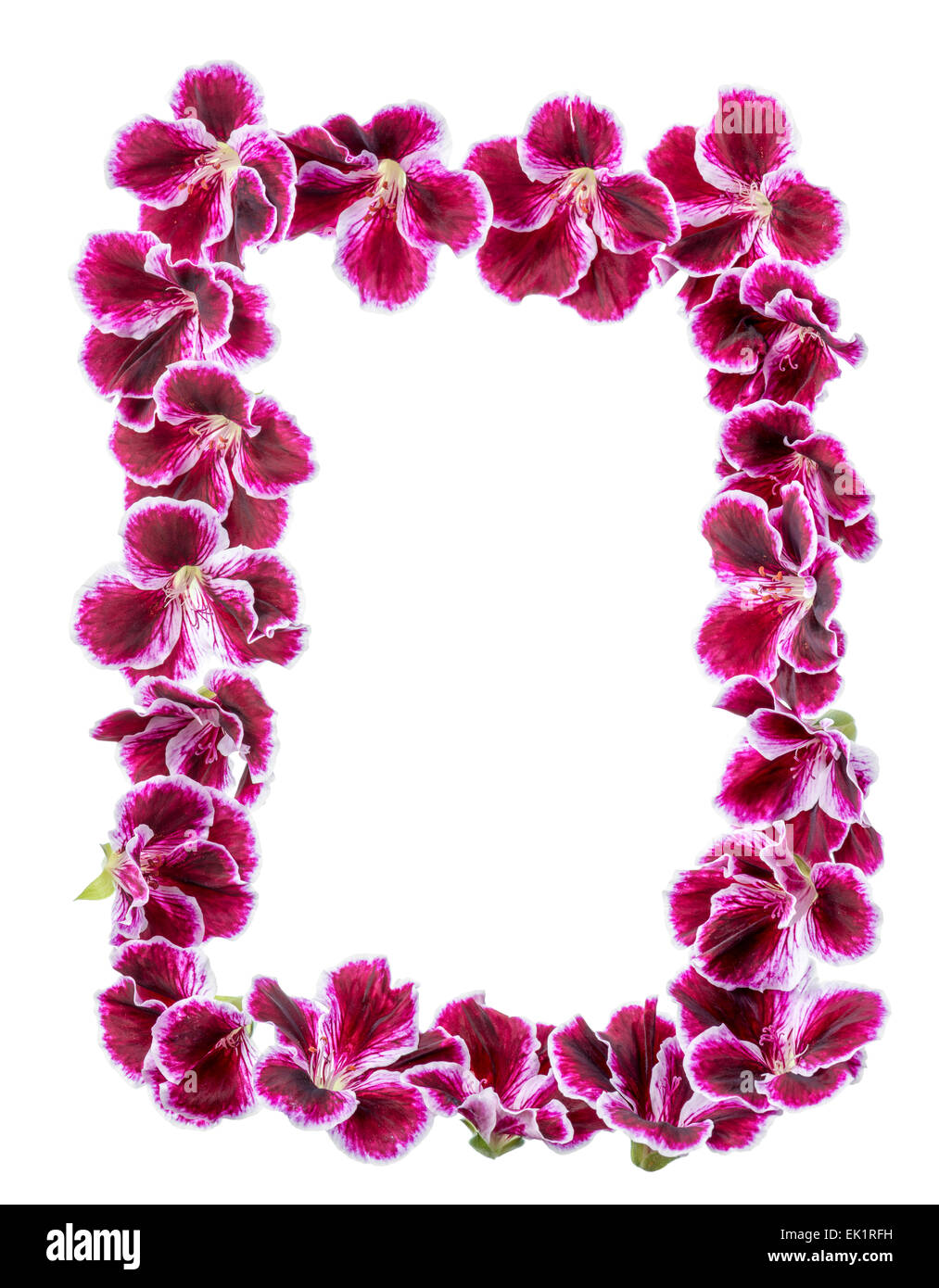 border of blooming velvet purple geranium flower is isolated on white ...