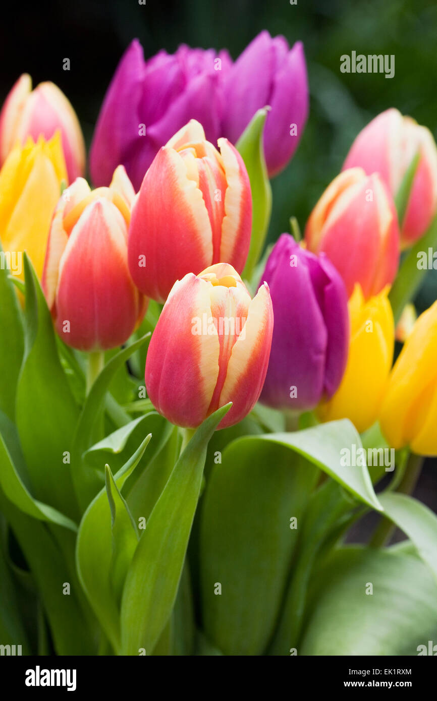 Bunch of spring tulip flowers hi-res stock photography and images - Alamy