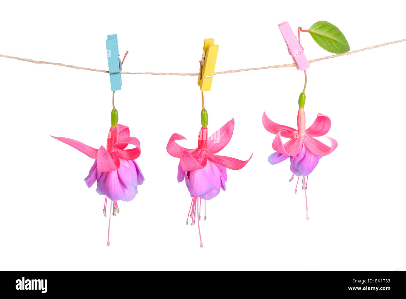 Hanging flowers border Cut Out Stock Images & Pictures - Alamy