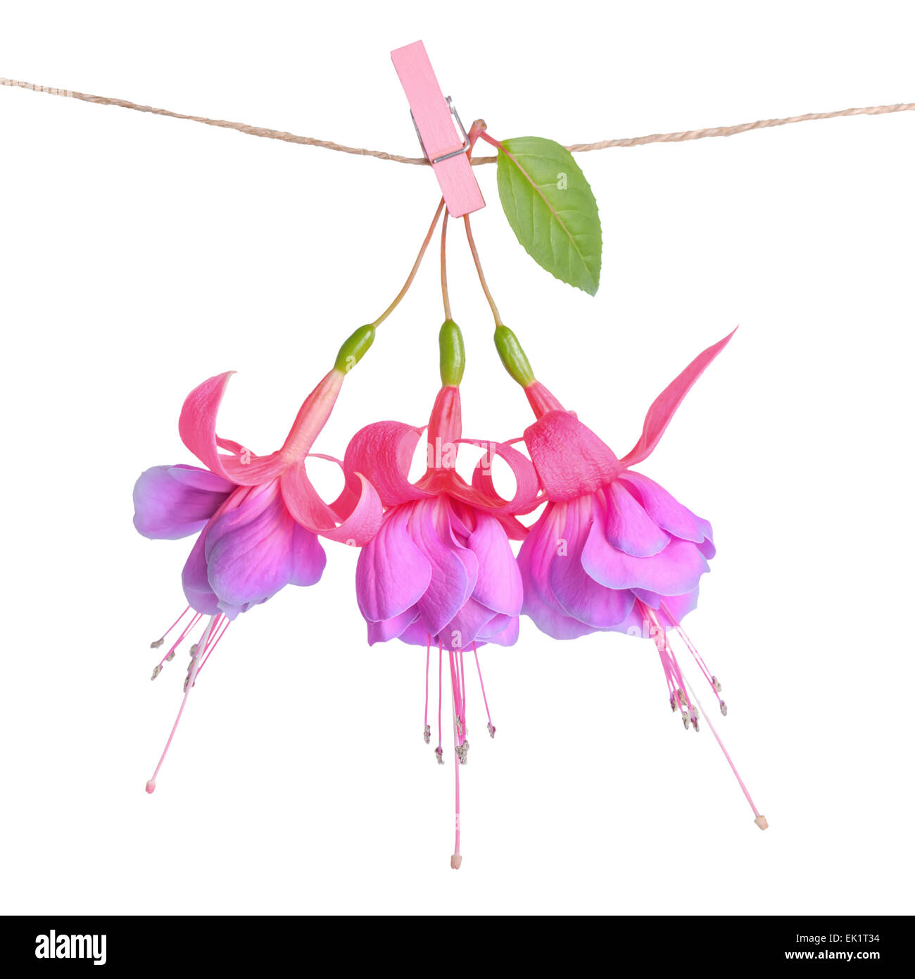 fuchsia flowers handing on rope with clothespin is isolated on white ...