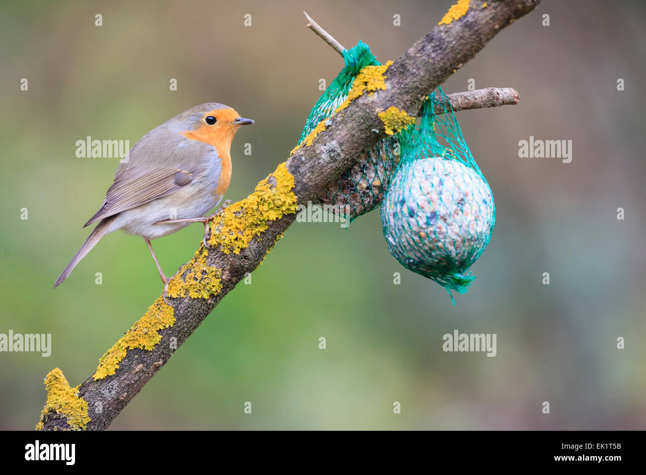 Fat robin hi-res stock photography and images - Alamy