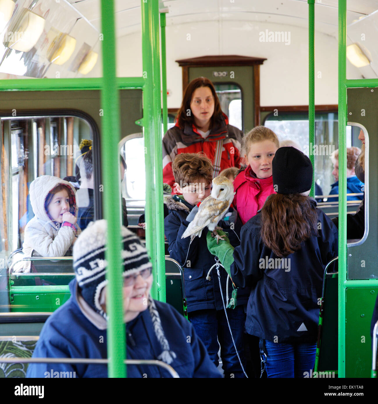 A barn owl from a sanctuary rides a tram at the Crich Tramway Village ...