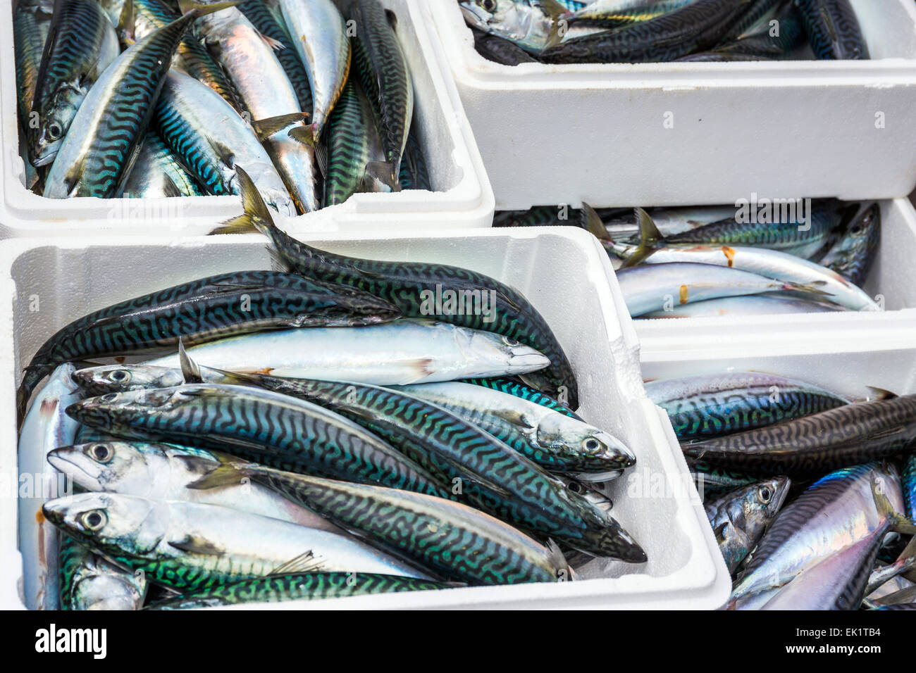 Boxed whole raw mackerel fish on the boat at Trouville Sur Mer ...