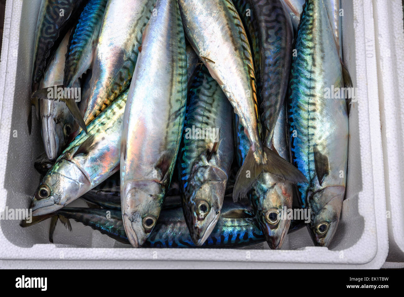 Boxed whole raw mackerel fish on the boat at Trouville Sur Mer ...
