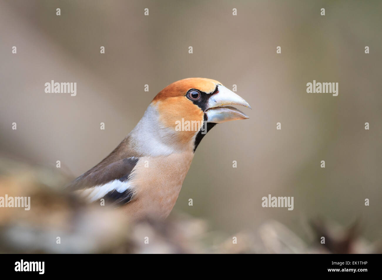 Hawfinch (Coccothraustes coccothraustes) male on ground. Collserola ...