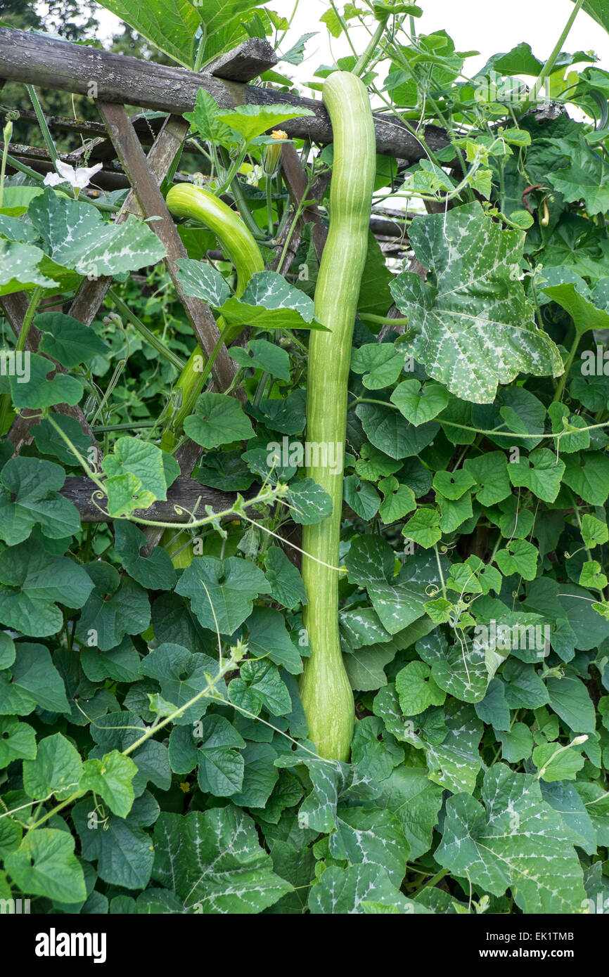 Gourd growing in vegetable and flower garden at Chateau de Chenonceau ...