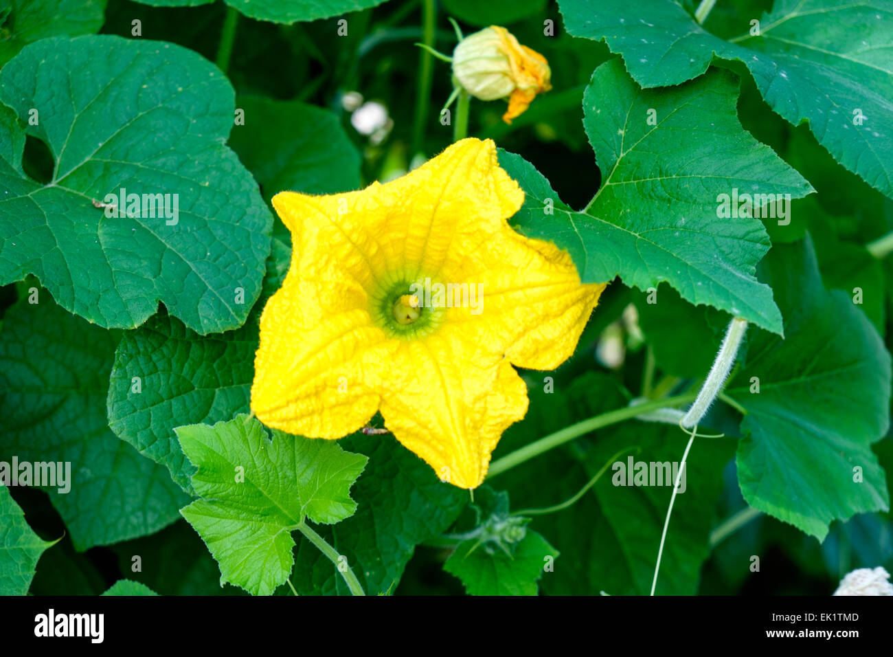 Flower of gourd growing in vegetable and flower garden at Chateau de ...