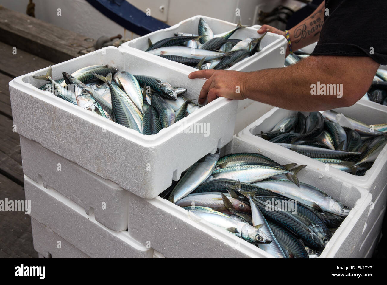 Boxed whole raw mackerel fish on the boat at Trouville Sur Mer ...