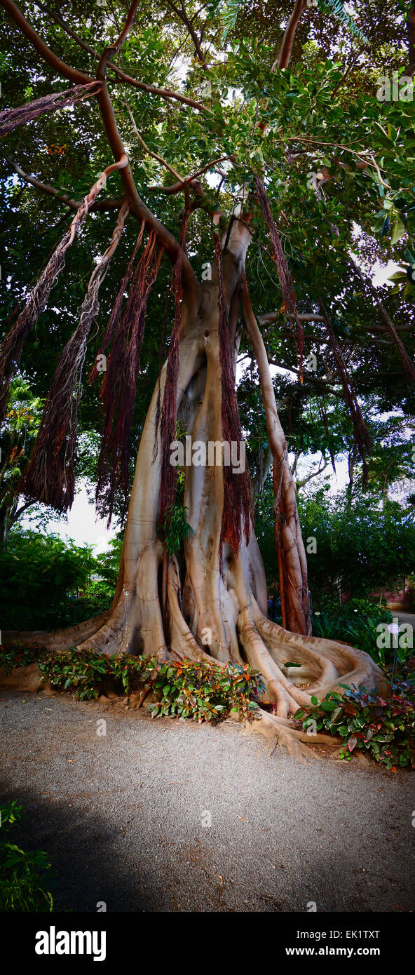 Old Ficus Macrophylla tree with long strong root outside earth. Spain ...