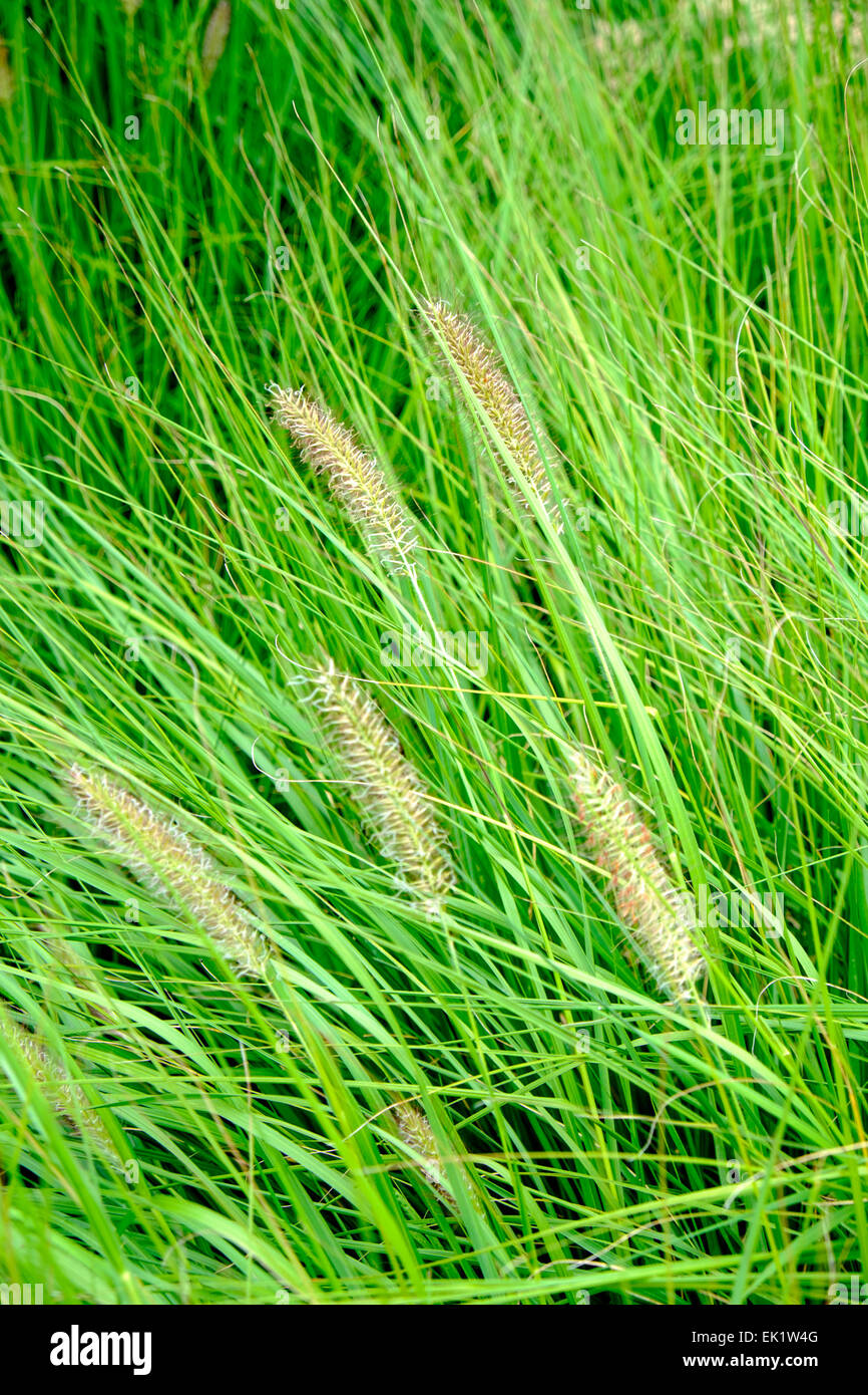 Grasses in flower in garden Stock Photo - Alamy