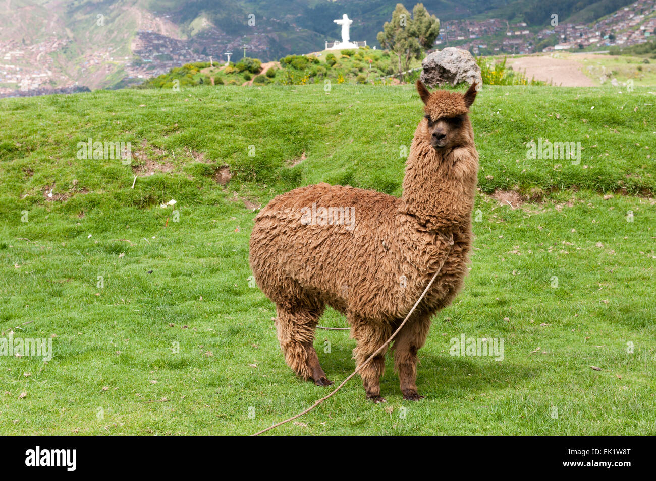 Alpaca In A Field Stock Photo - Alamy