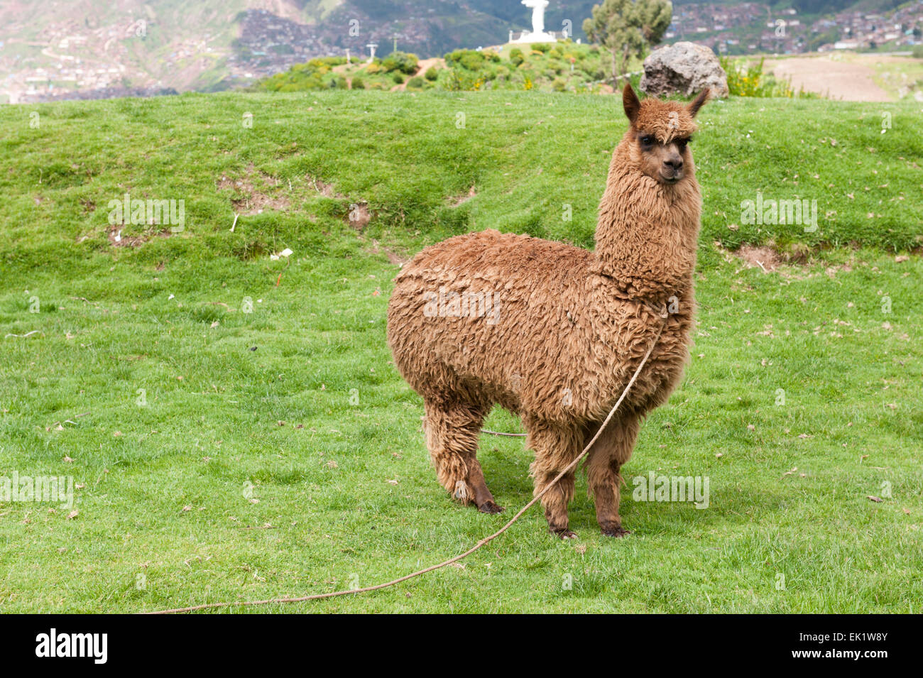 Alpaca In A Field Stock Photo - Alamy
