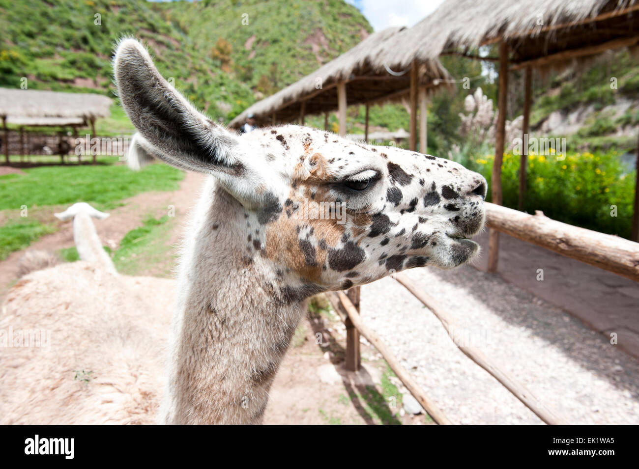 Shaggy lama hi-res stock photography and images - Alamy