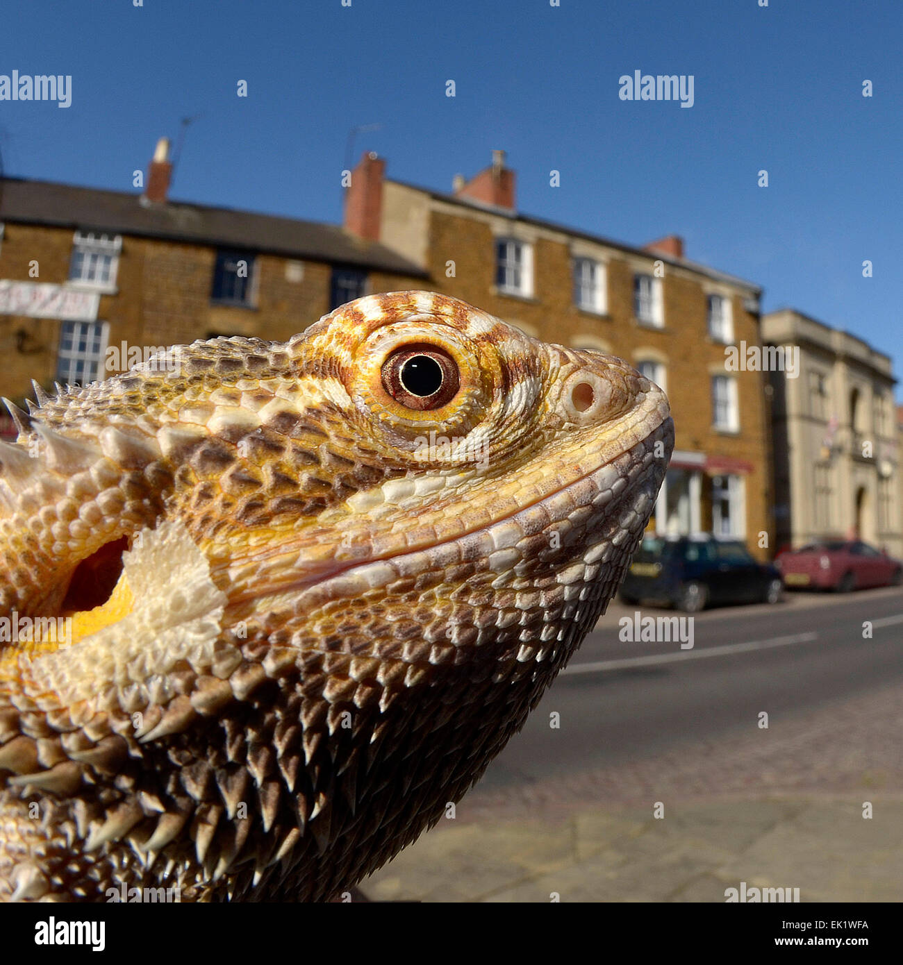 'Monster' on the High Street. 'Buzz', a bearded dragon is taken for a ...