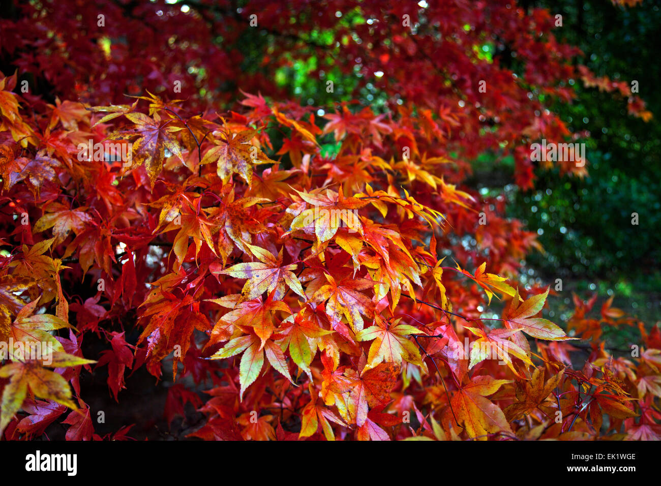 Acer palmatum trees showing autumn colour at Westonbirt Arboretum ...