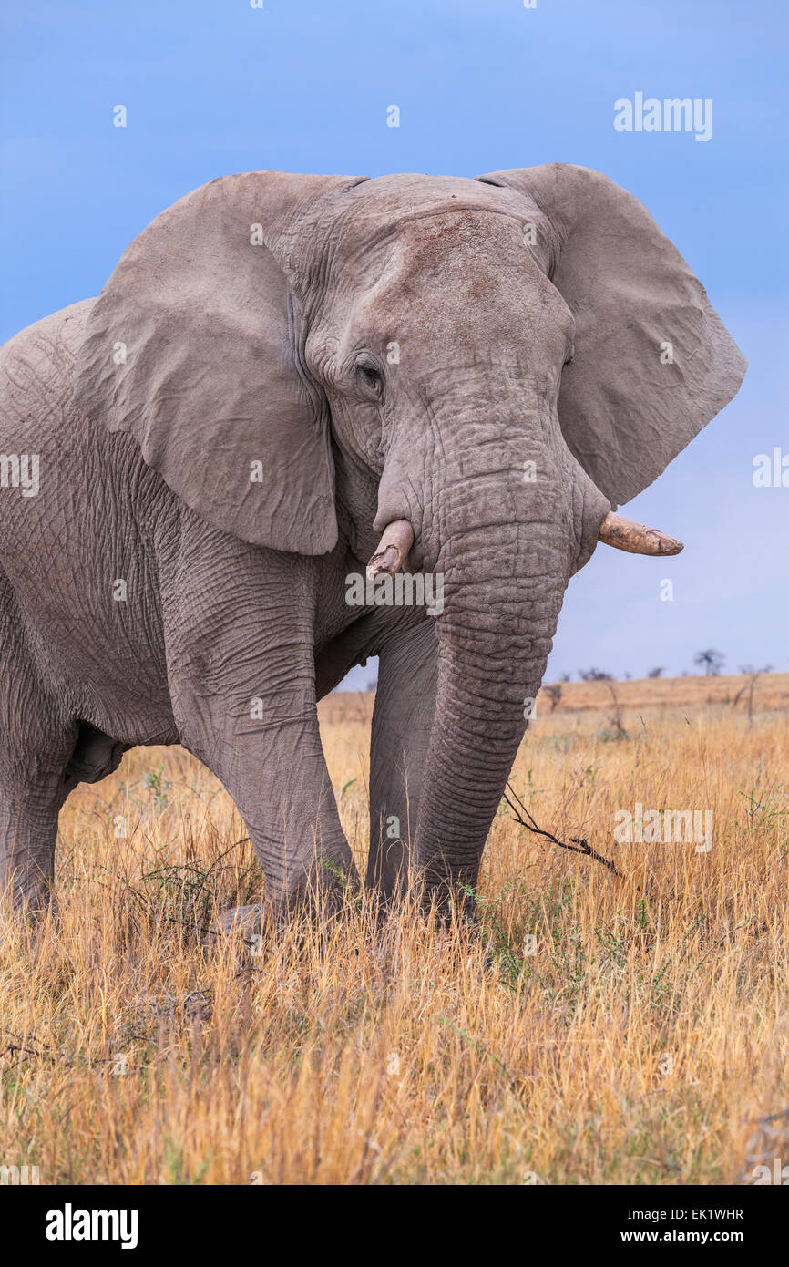 An elephant in Etosha National Park, Namibia Stock Photo - Alamy