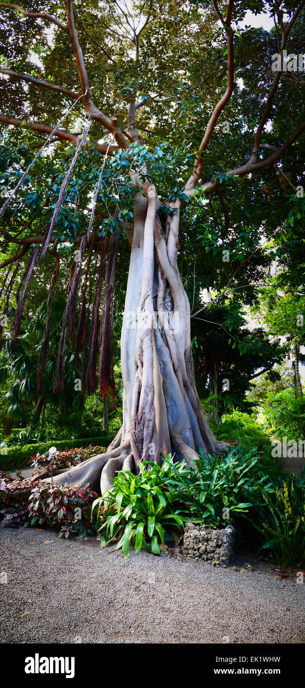 Old Ficus Macrophylla tree with long strong root outside earth. Spain ...