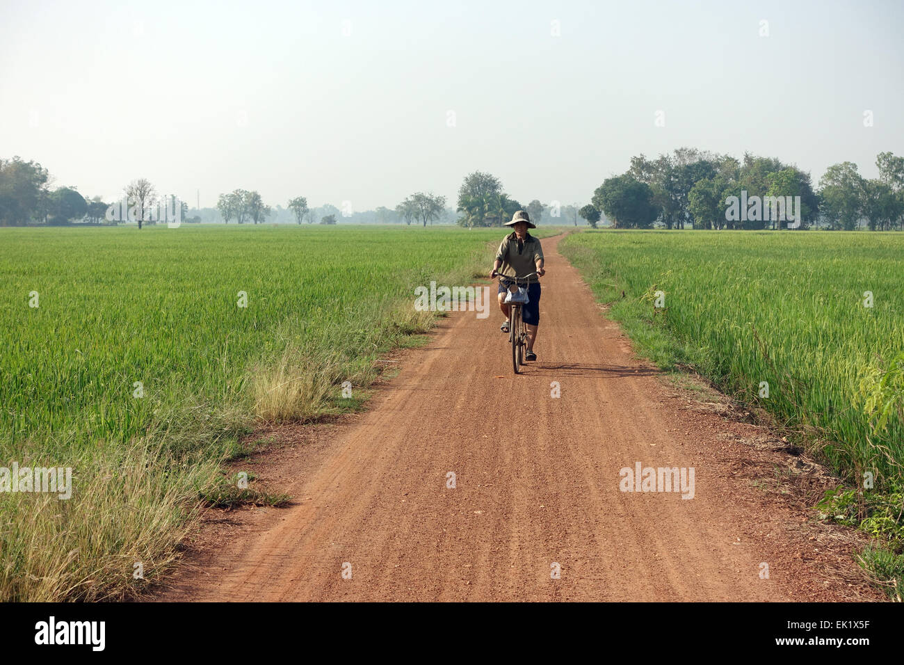 Thailand rice fields bicycle hi-res stock photography and images - Alamy