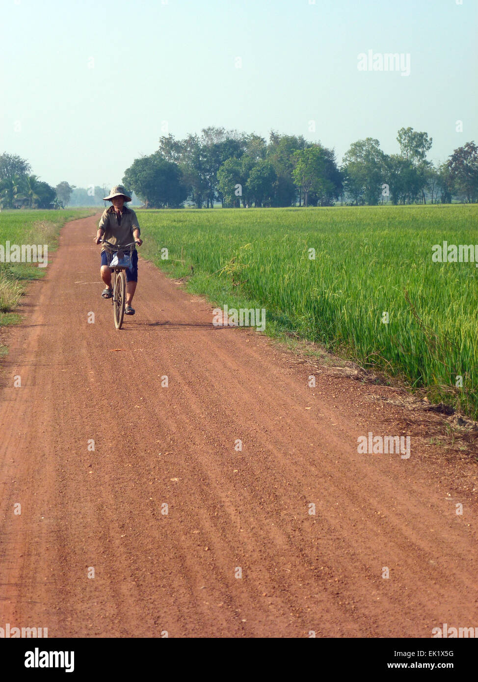 A farmer rides his bicycle on a path across the paddy fields near ...