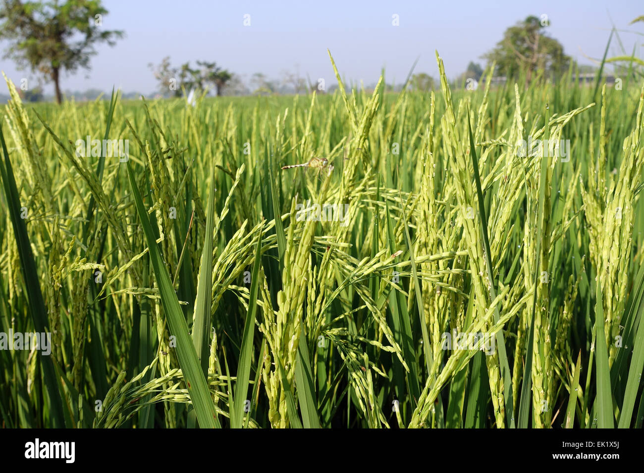 Rice crops on a paddy field near Sukhothai, Thailand, photographed on ...