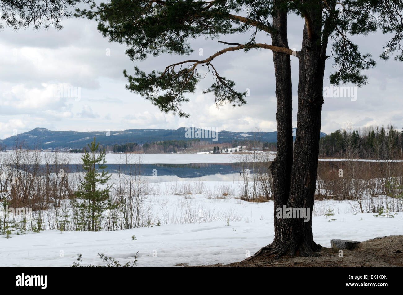 View over a lake in the North of Sweden and with a fir in the ...